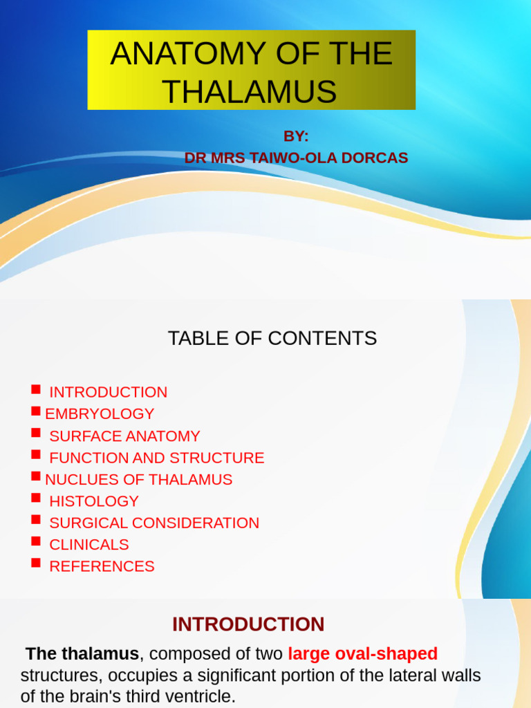 Anatomy of The Thalamus - 1 | PDF