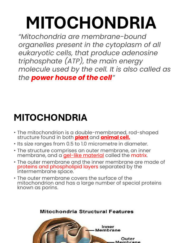 20 Mitochondria | PDF