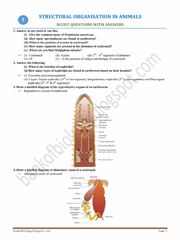 7 Structural Organisation in Animals - Ncert Questions With Answers | PDF