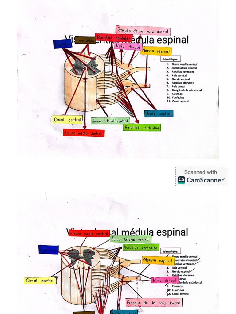 Ejercicio Médula Espinal | PDF