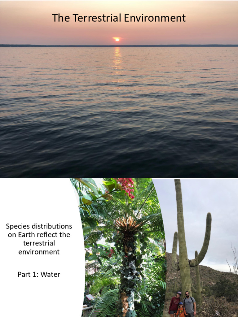 4 - The Terrestrial Environment F24 | PDF