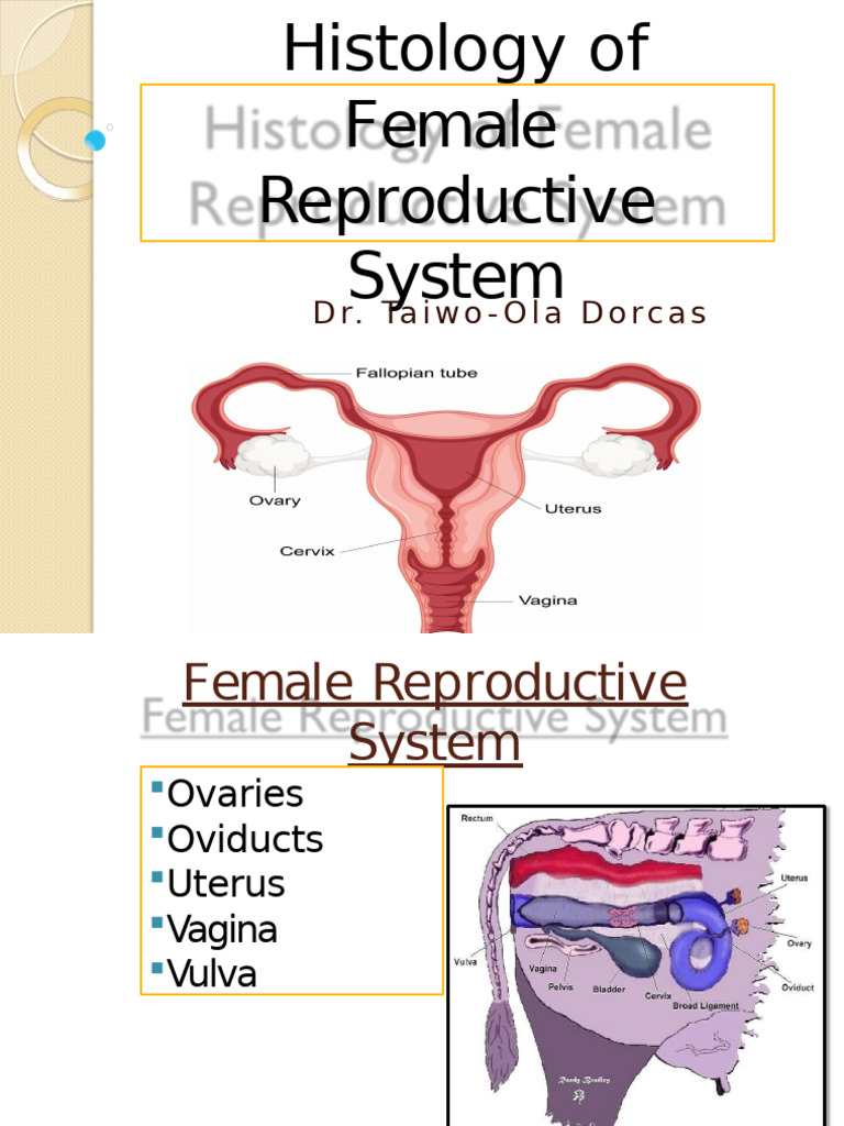 Histology Of Female Reproductive System Dr. taiwo-ola_080446 | PDF