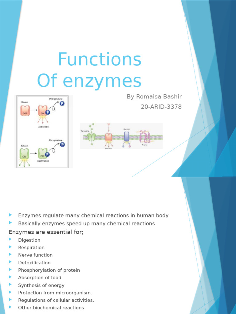 Functions of Enzymes | PDF
