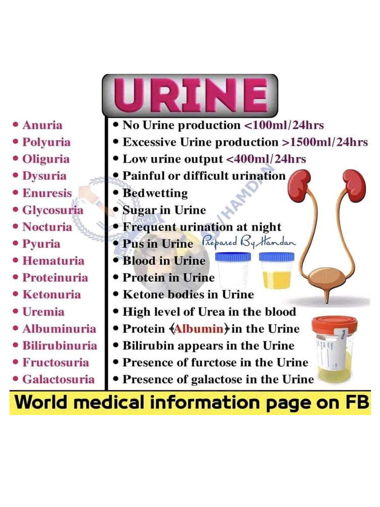 Urine Analysis | PDF