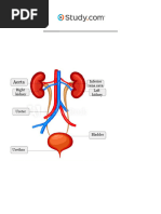 Urinary System Diagram | PDF