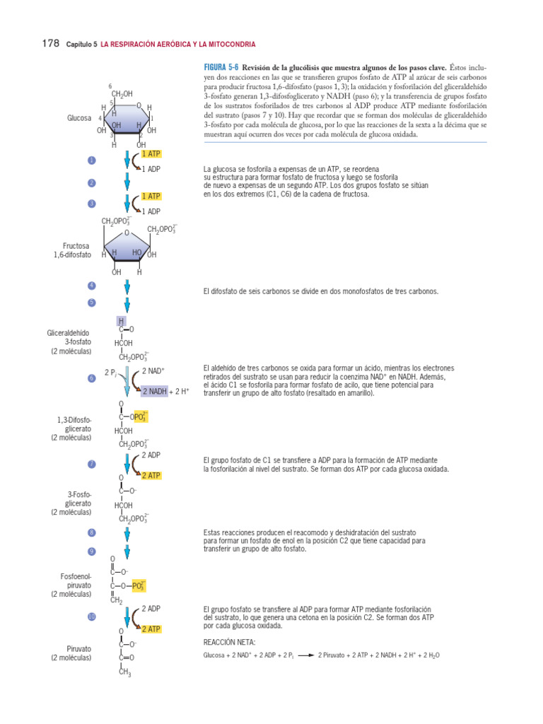 Glucólisis y ATP en Karp | PDF | Trifosfato de adenosina | Fosforilación