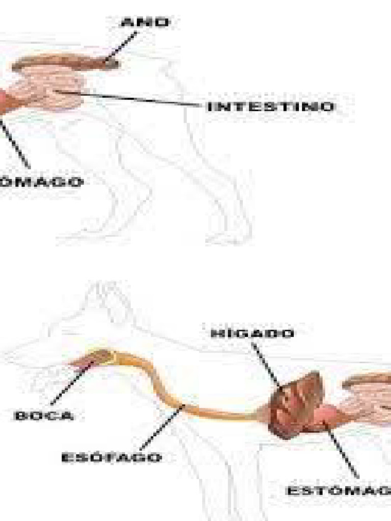pdf perrito | PDF