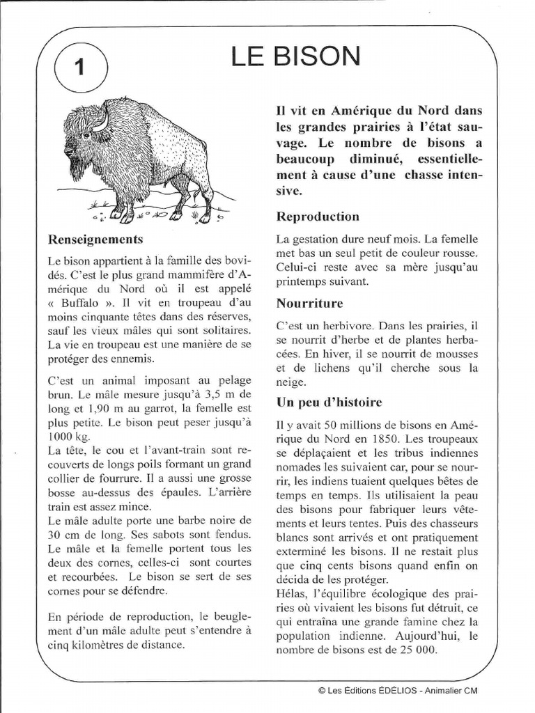 Lecture Documentaire Animalier CM - 005 005 - Le - Bison | PDF
