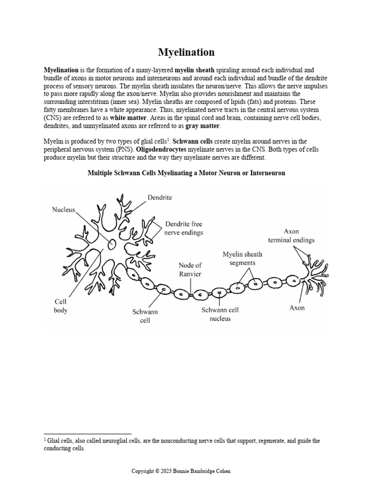 Myelination | PDF