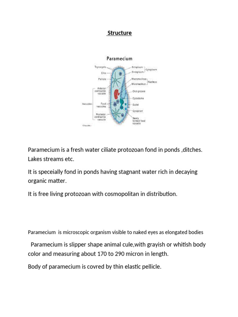 Paramecium Structure and Characteristics | PDF