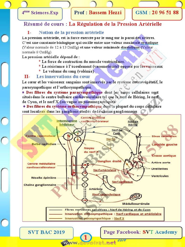 Cours - SVT - La Régulation de La Pression Artérielle - Bac Sciences ...