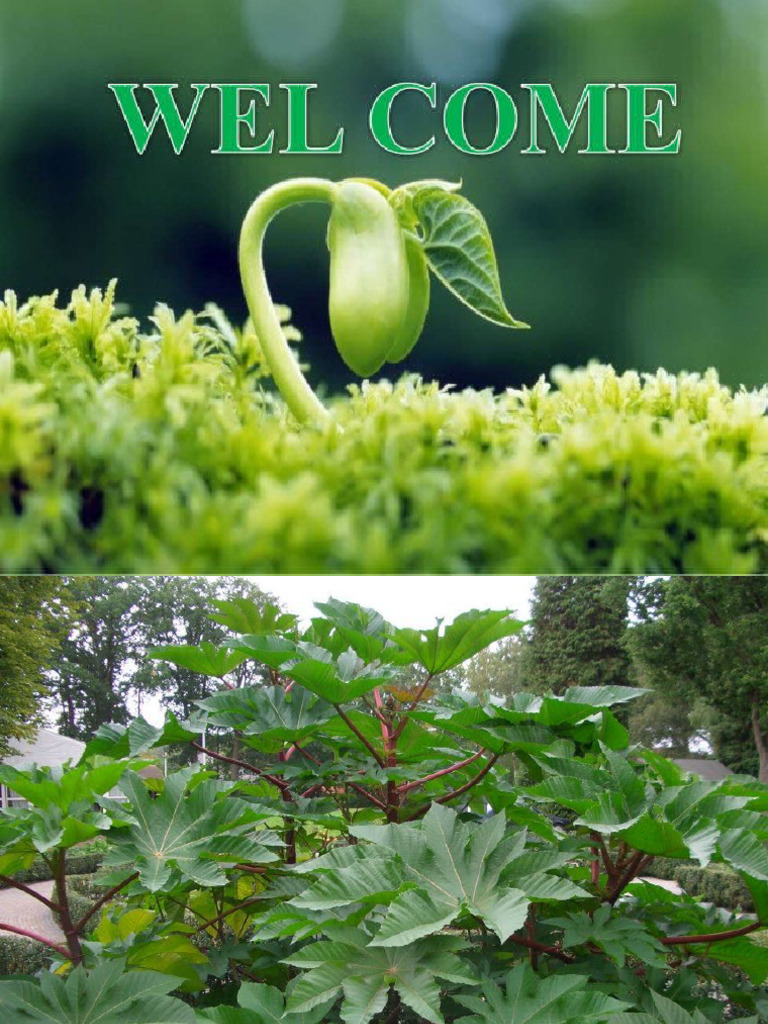 Diseases of Castor | PDF