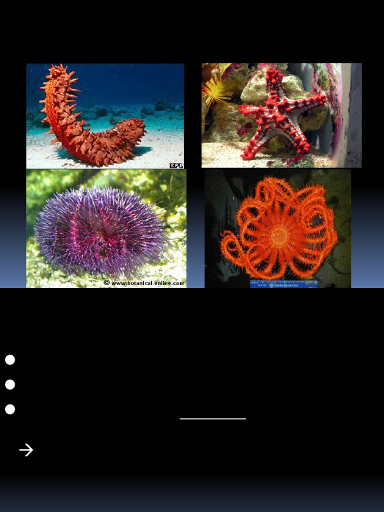 Equinodermos 2023 | PDF