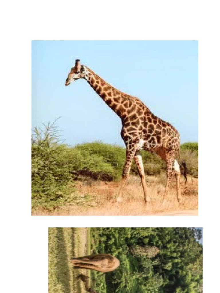 Animales Terrestres | PDF