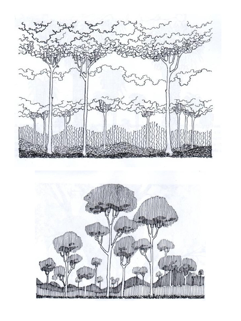Práctica de Árboles y Vegetación 2024 | PDF