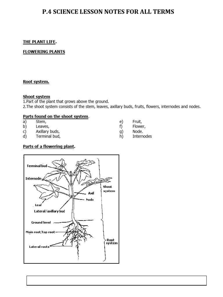 P4 Science Lesson Notes | PDF