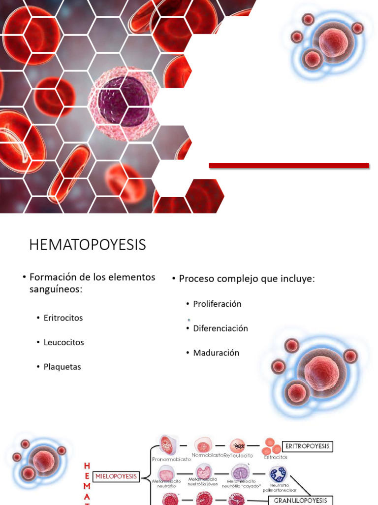 C2_HEMOPOYESIS_Y_ERITROPOYESIS | PDF