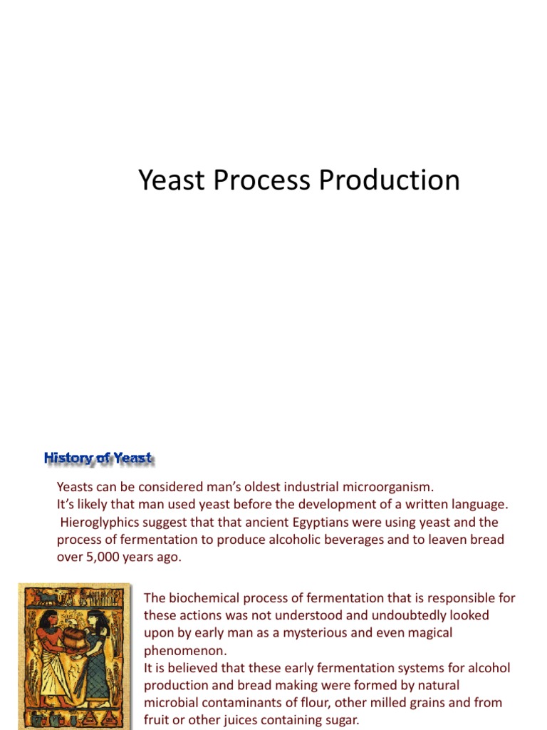 Yeast Process Production | PDF | Yeast | Saccharomyces Cerevisiae