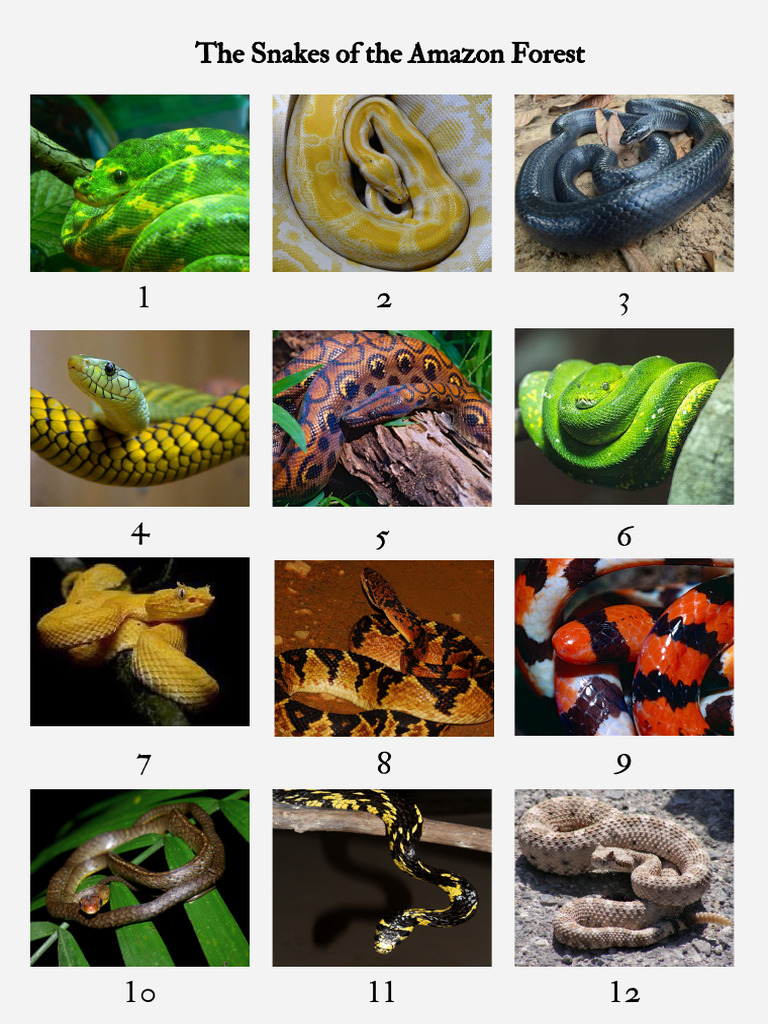 Biology Project Snake Sheet | PDF
