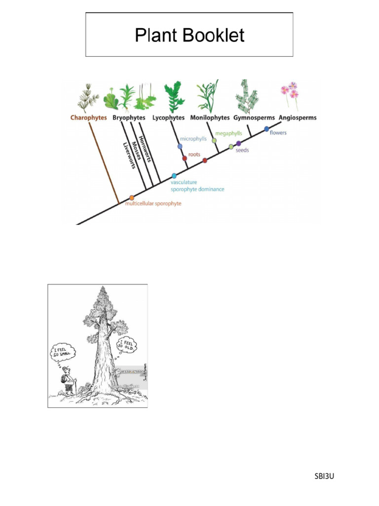 02a. Plants Student Workbook | PDF