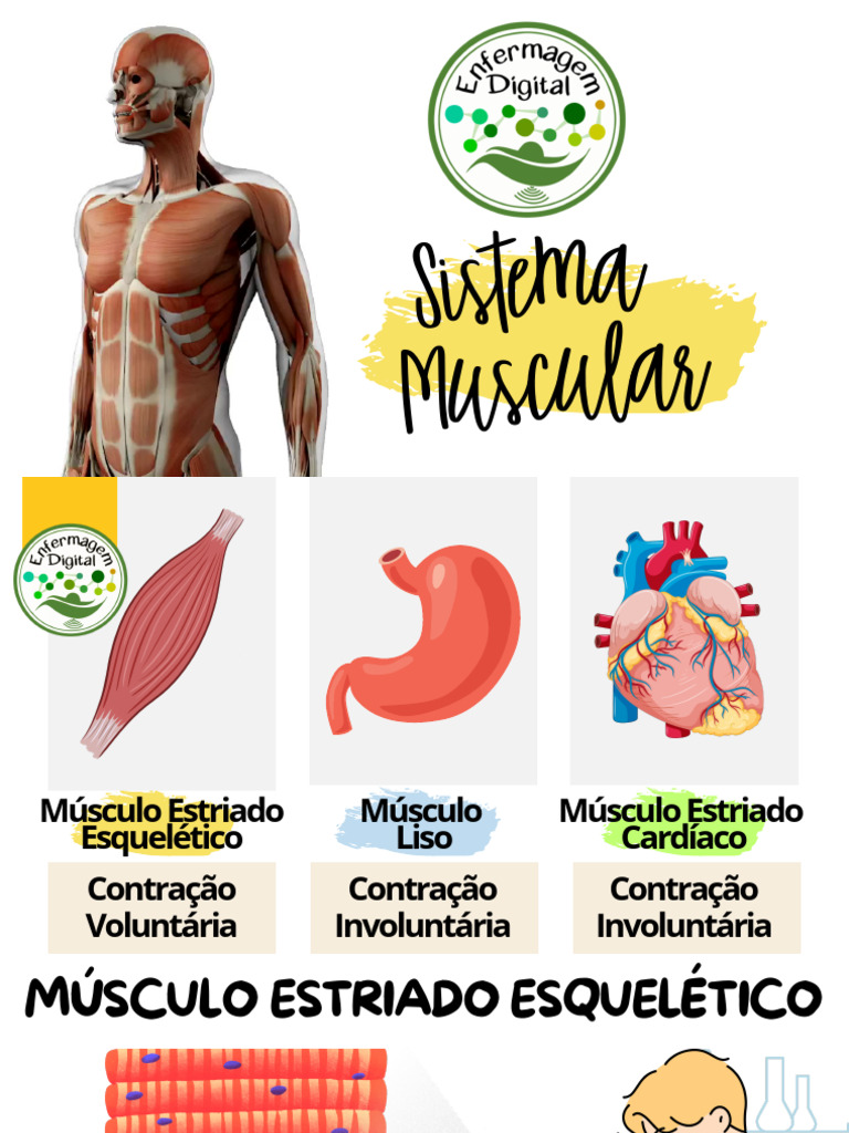 Mapa Mental - Sistema Muscular | PDF
