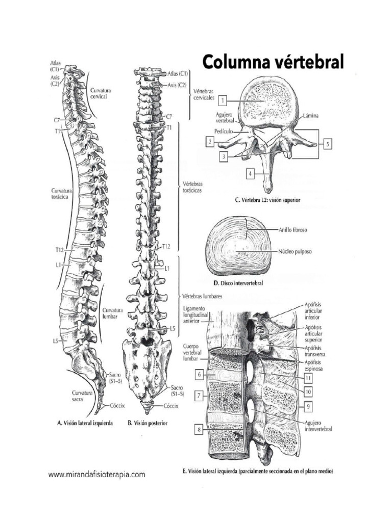 Esquema Columna | PDF