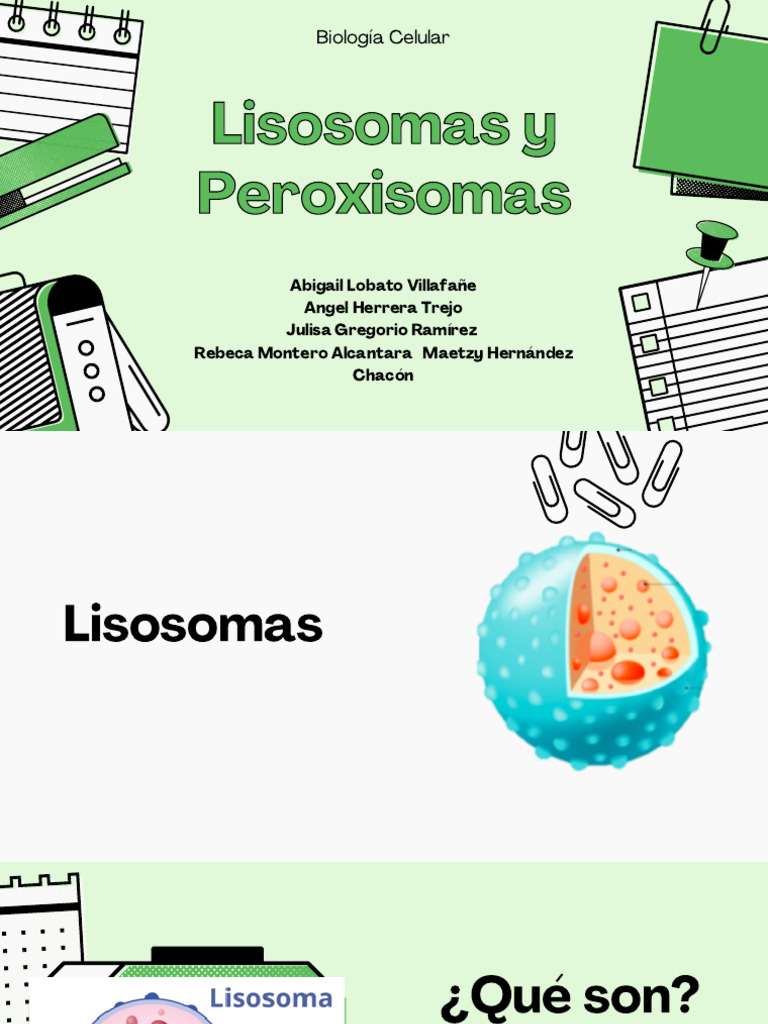 Lisosomas y Peroxisomas | PDF