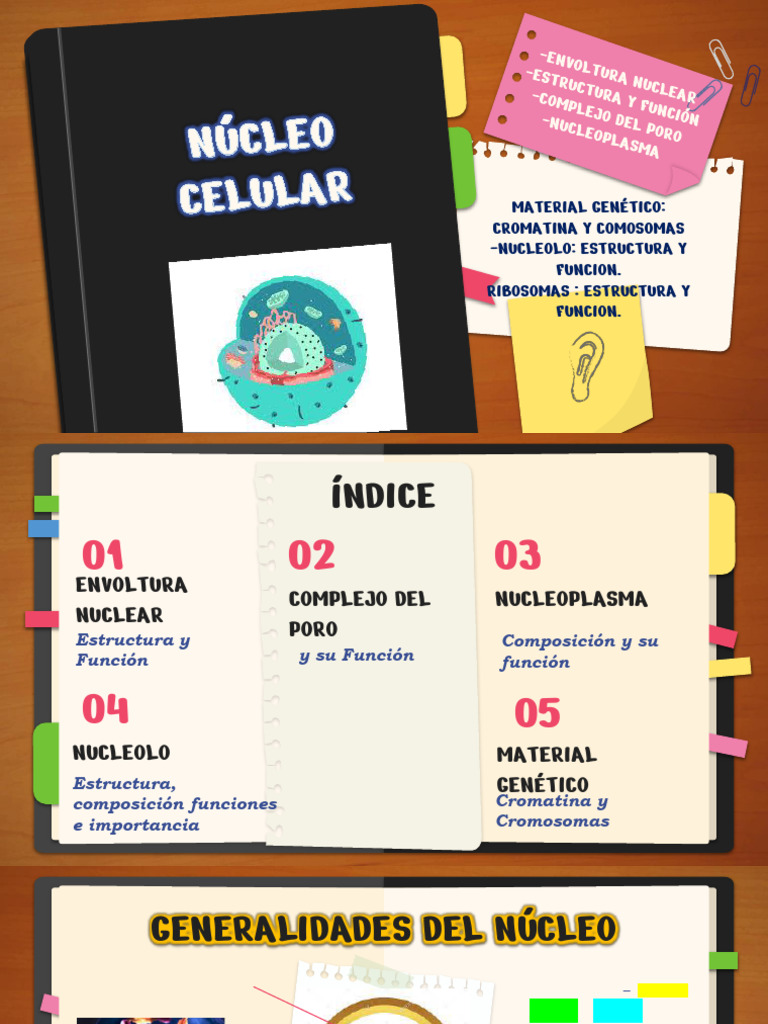 Estructura y Función del Núcleo | PDF | Cell Anatomy