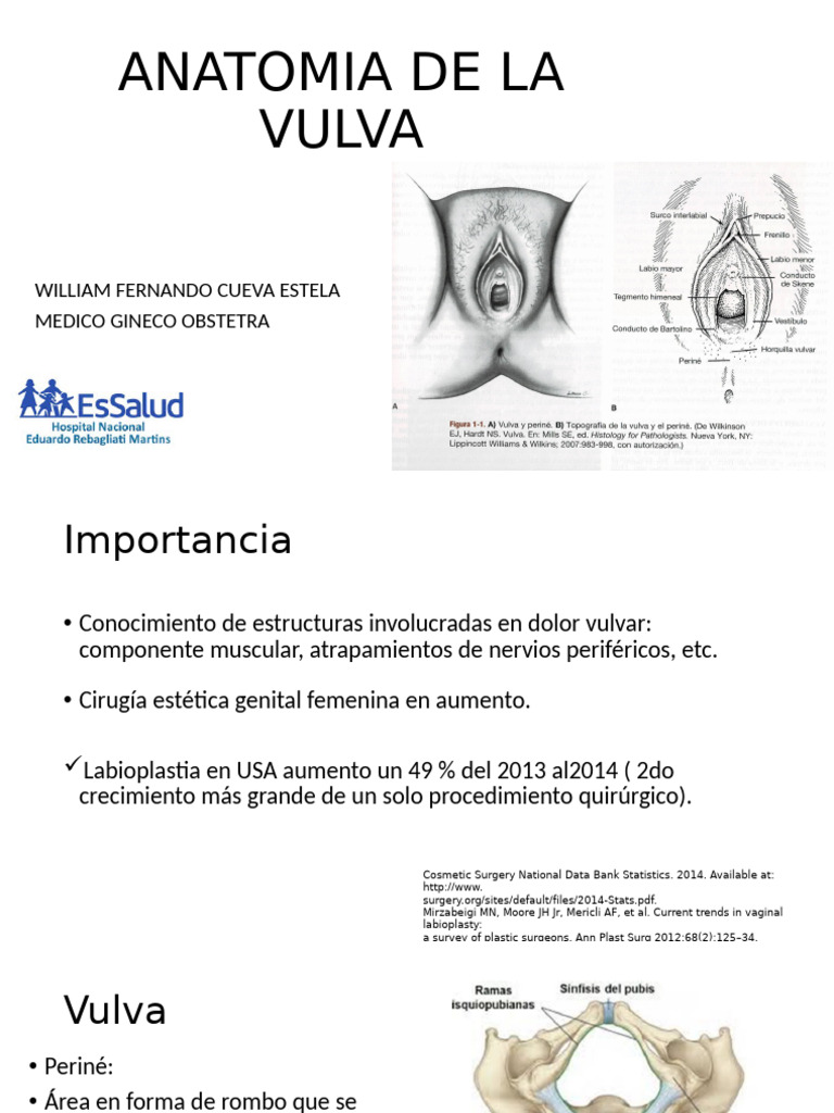 Anatomia de La Vulva | PDF