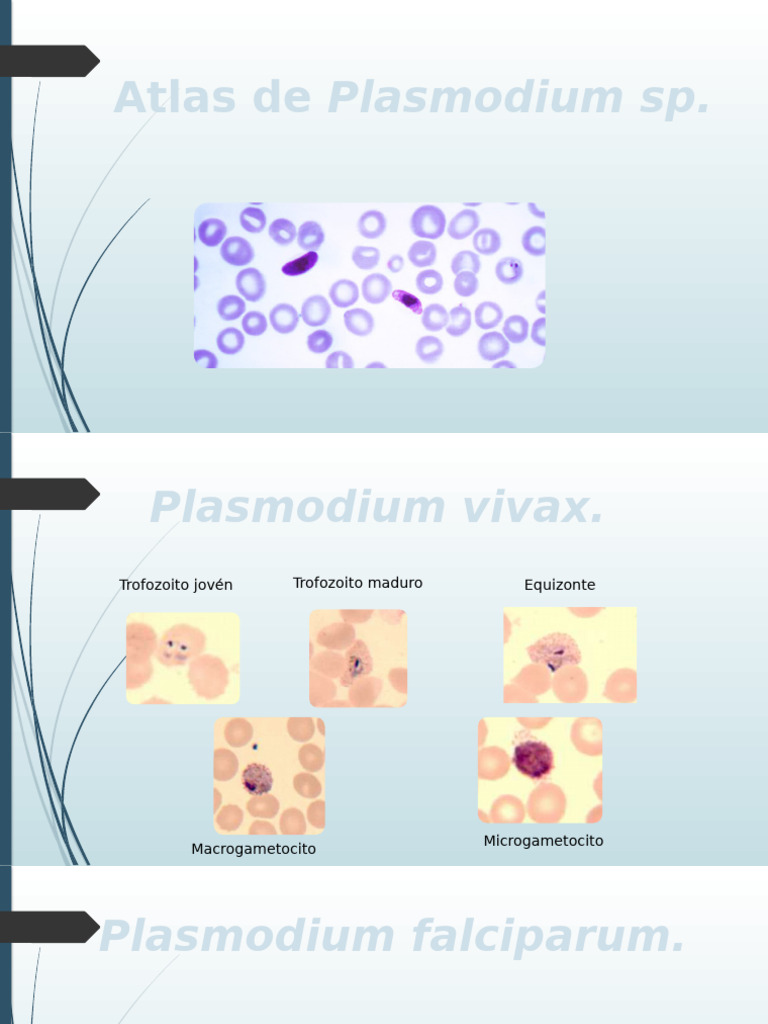 Atlas Malaria | PDF