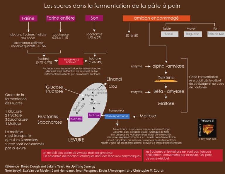 Sucres Dans La Fermentation de La Pate À Pain Berry Farah | PDF