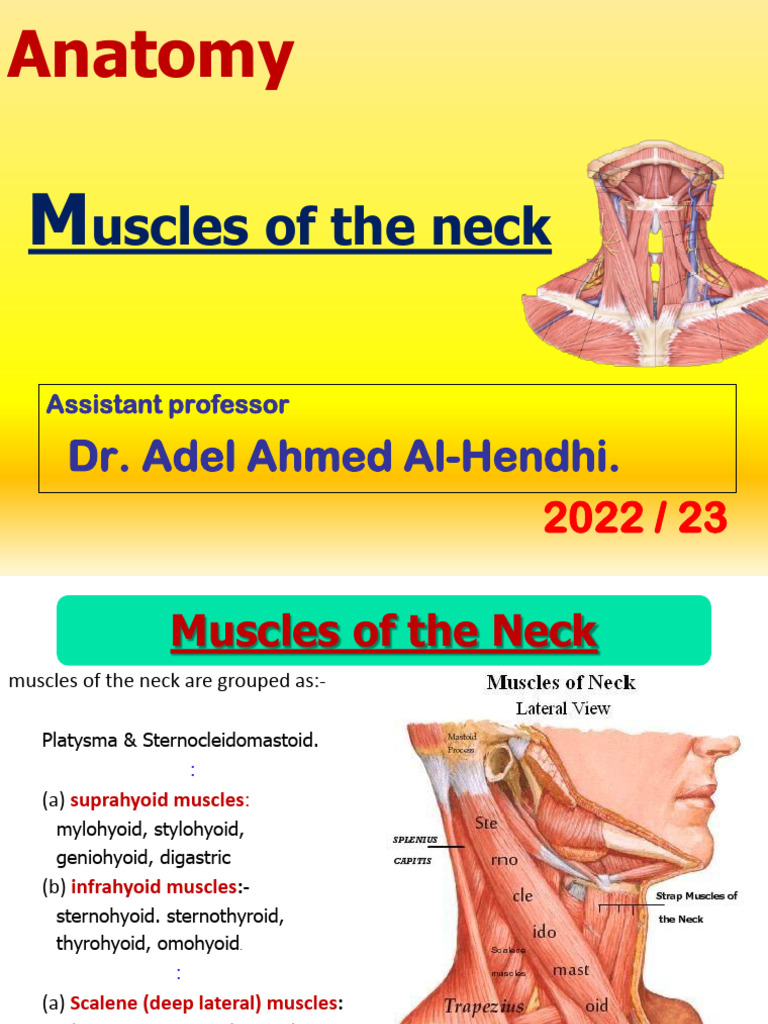 2 Neck Muscles 23 | PDF