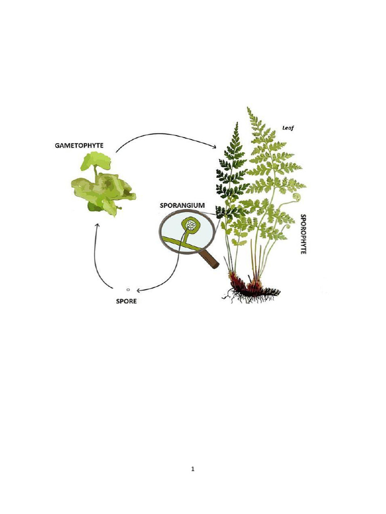 Les Cryptogames Vasculaires | PDF
