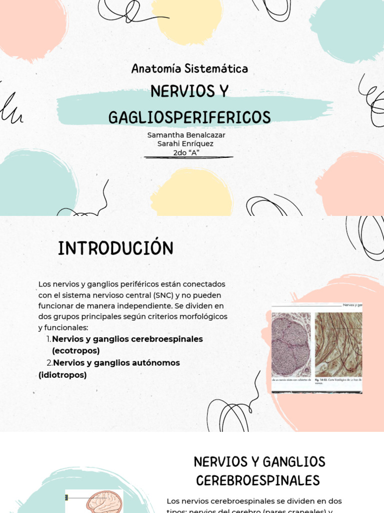 Anatomia Sistematica 20240731 194855 0000 Pdf