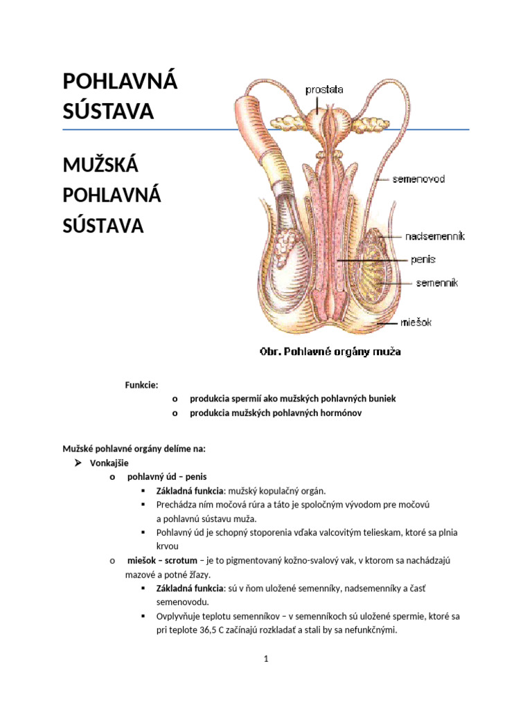 ANF II. PohlavnÃ¡ Sãºstava 2 | PDF