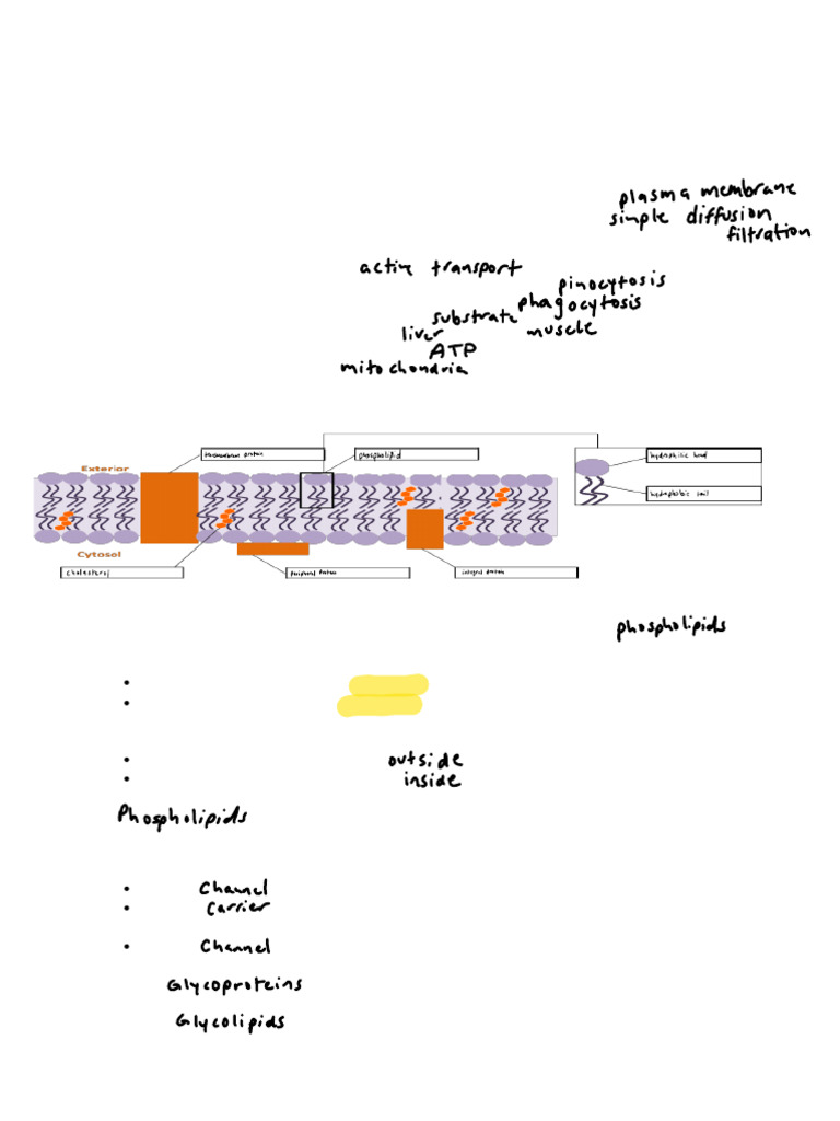 WEEK 4-HW - CH 7 Worksheet Neal | PDF | Cell Membrane | Lipid Bilayer