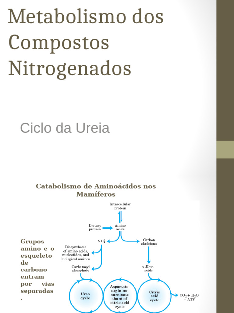 Aminoácidos - Ciclo Da Ureia | PDF