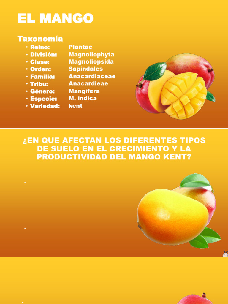 EL MANGO | PDF