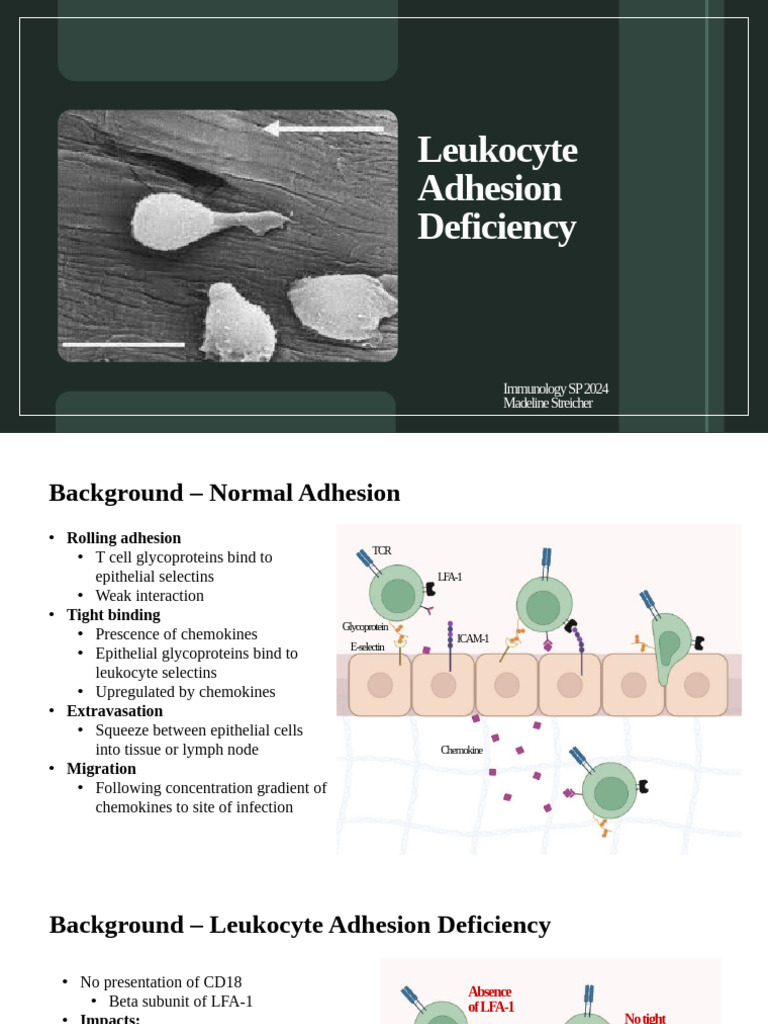 Leukocyte Adhesion Deficiency | PDF