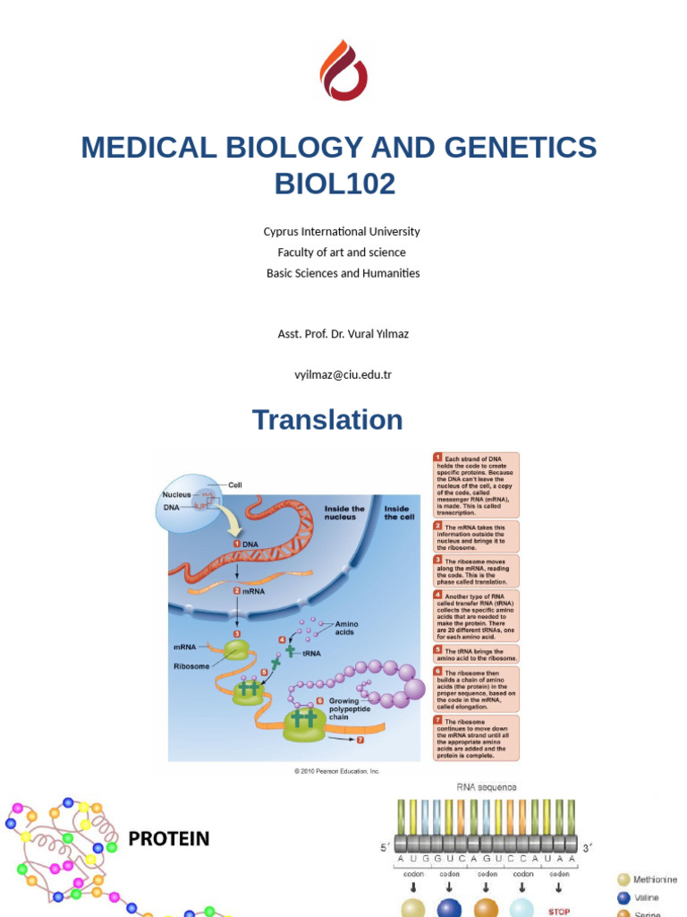 BIOL102.8 Translation | PDF