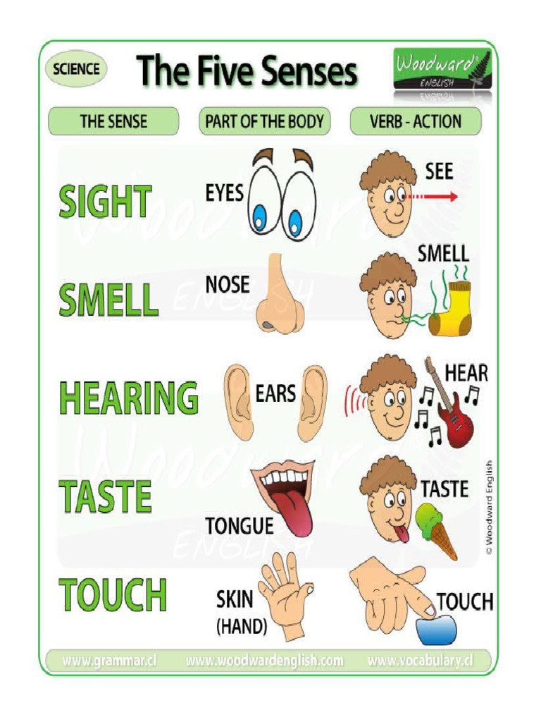 Five Senses | PDF