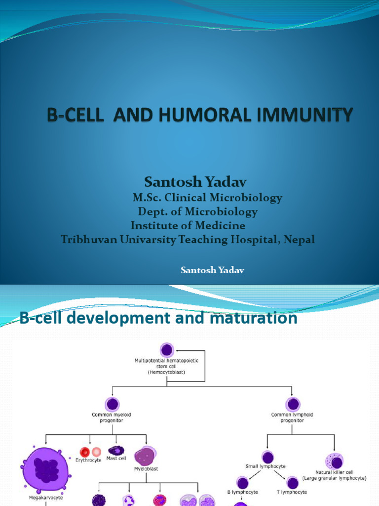 Humoral Immunity | PDF