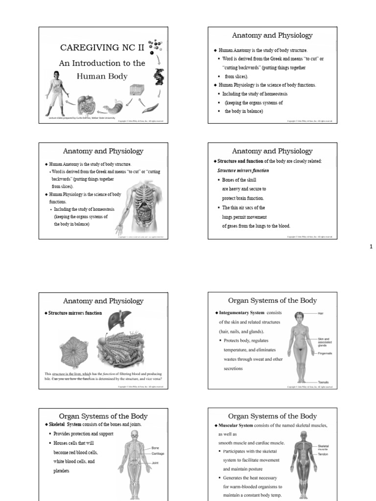CG Intro To Anaphy 2022 | PDF