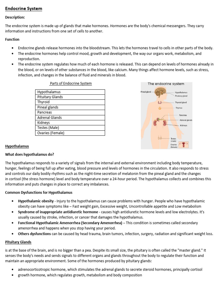 Endocrine System | PDF