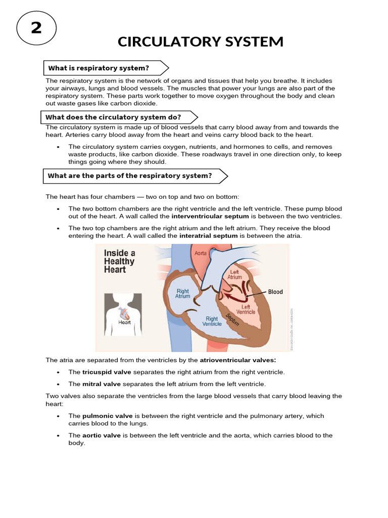 Circulatory System Pamplet 2 | PDF