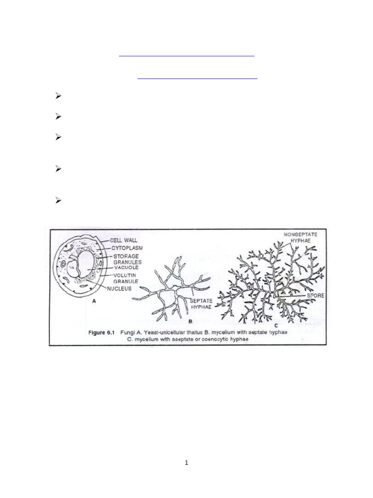 Biol 319 Lecture 4a Characteristics of Fungi | PDF Biol 319 Lecture 4a Characteristics of Fungi | PDF