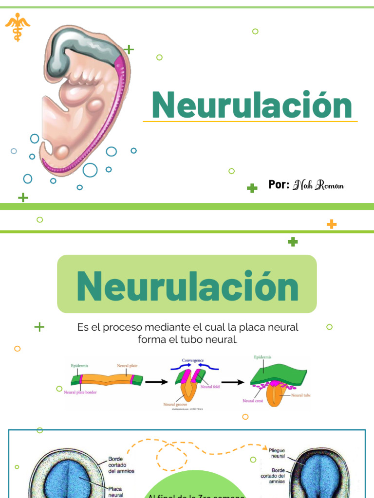 Neurulación | PDF