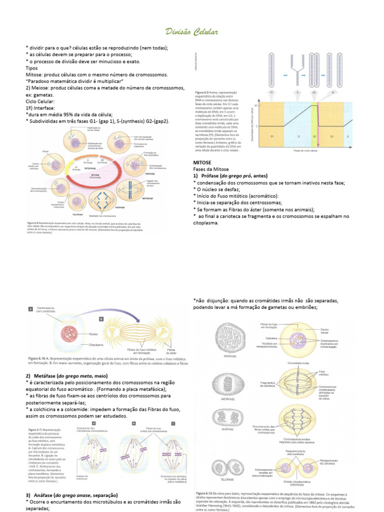 Divis-O Celular - Mitose | PDF