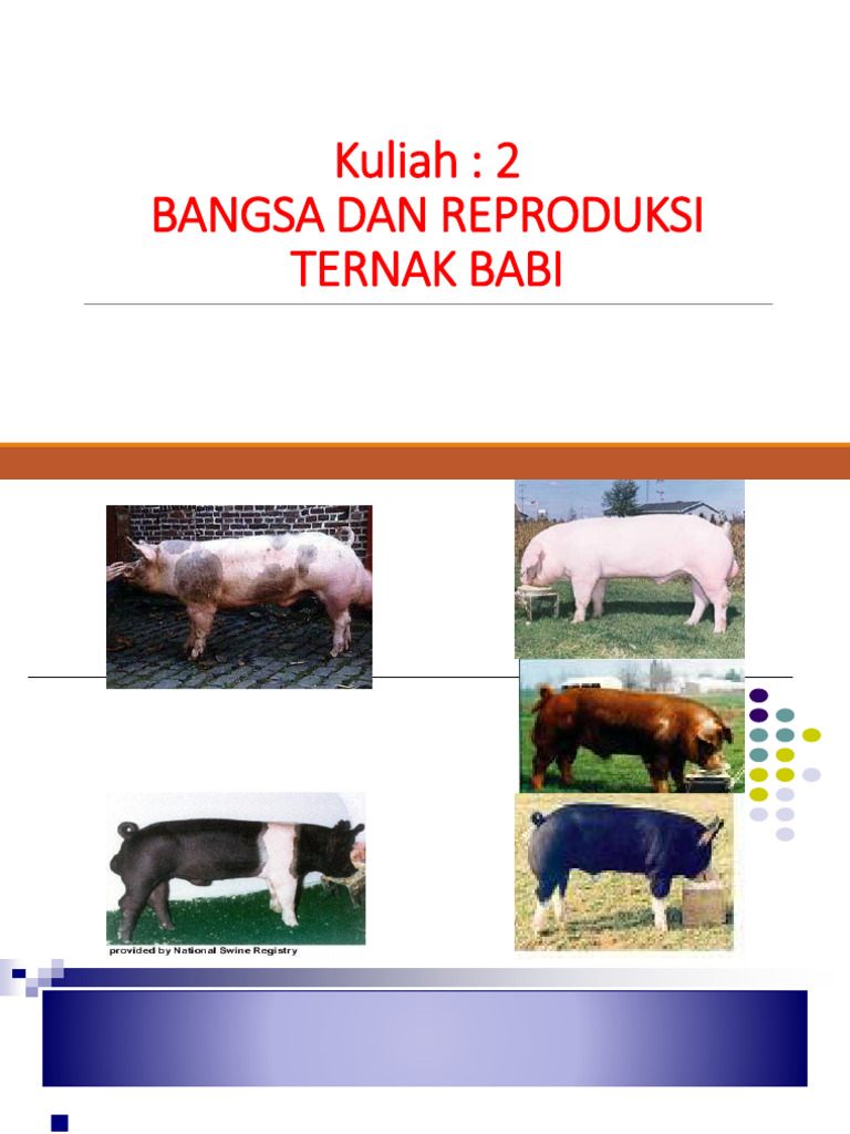 Kuliah 2. Bangsa Dan Reproduksi Ternak Babi 24 | PDF