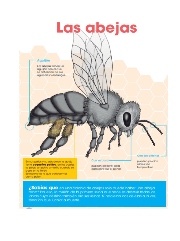 Lectura Las Abejas | PDF